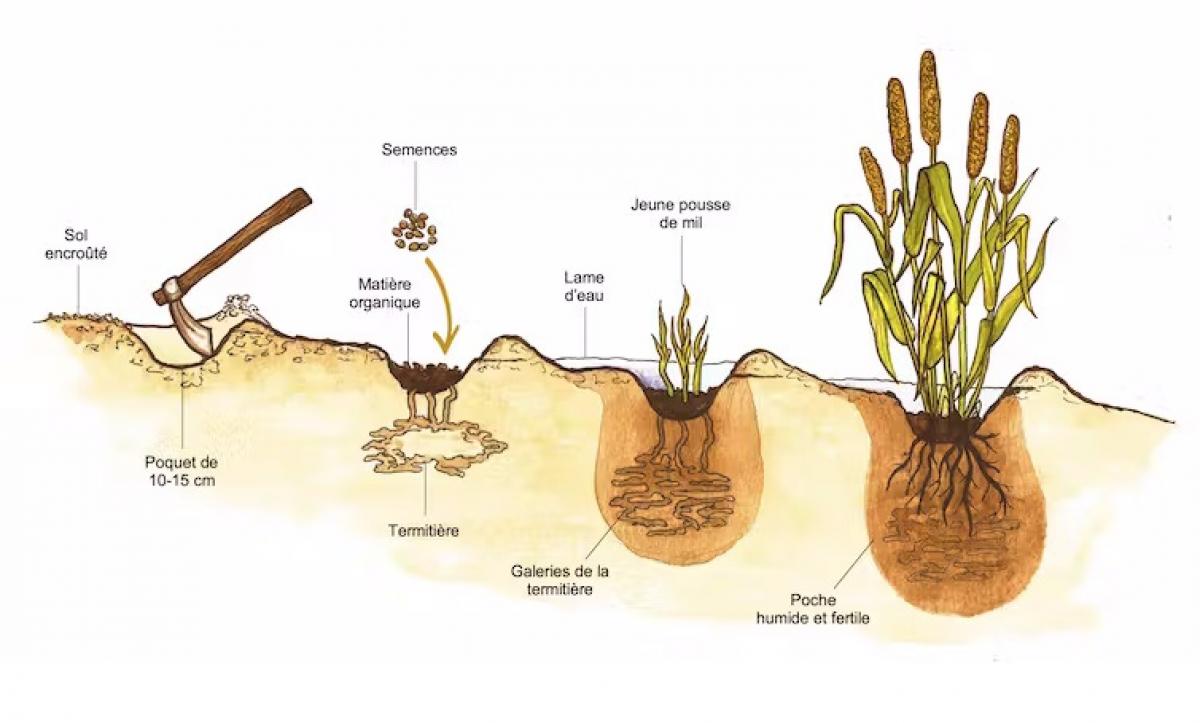 Cultiver sans eau ou presque : la technique du zaï au Sahel | Cirad