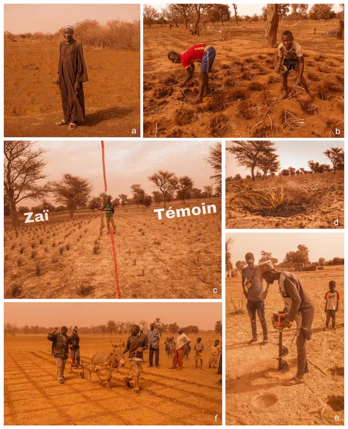 Cultiver sans eau ou presque : la technique du zaï au Sahel | Cirad