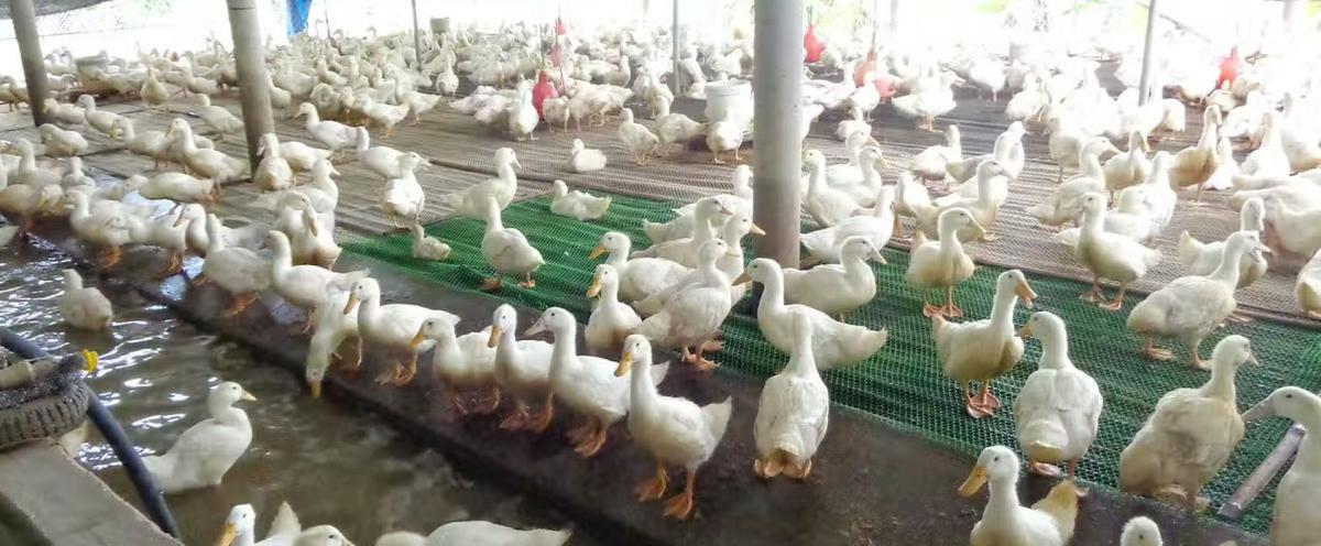 L’essor de l’élevage intensif augmente-t-il le risque pandémique humain ...