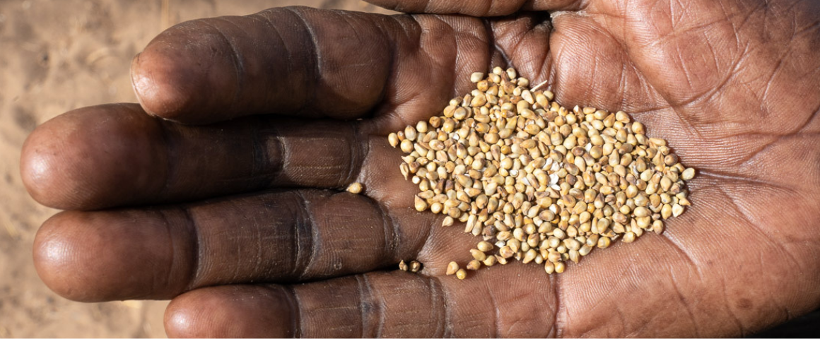 Regards croisés sur les cases de semences paysannes en Afrique de l ...