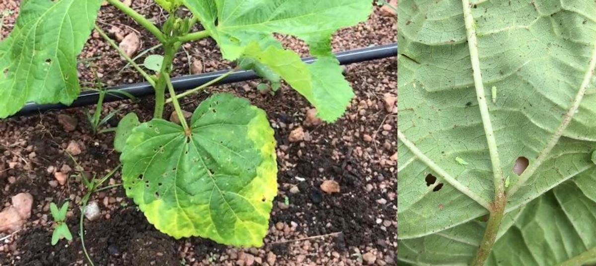 Gestion durable d’une nouvelle espèce de jasside responsable de la ...