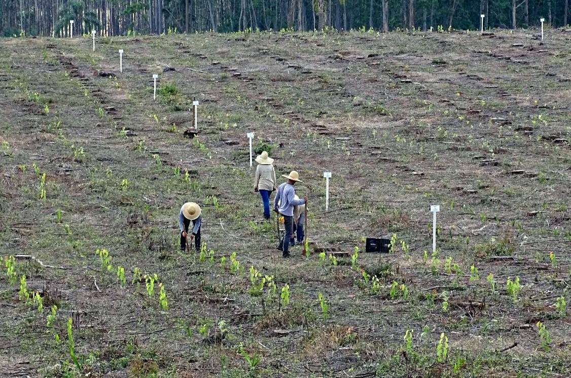 Plantations forestières : l’union des espèces fait la force face au ...