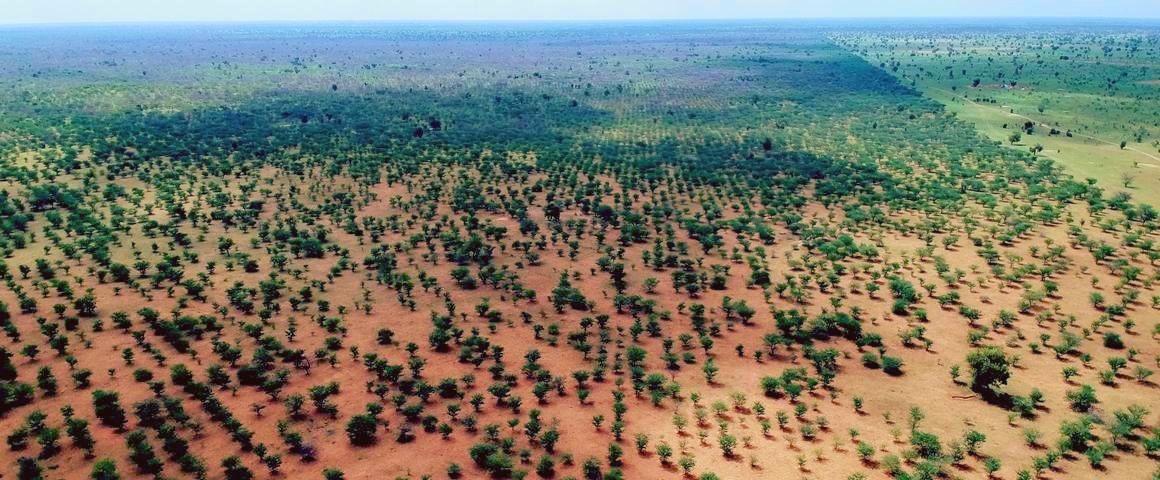 COP15 désertification : une agriculture tampon contre l’avancée du ...
