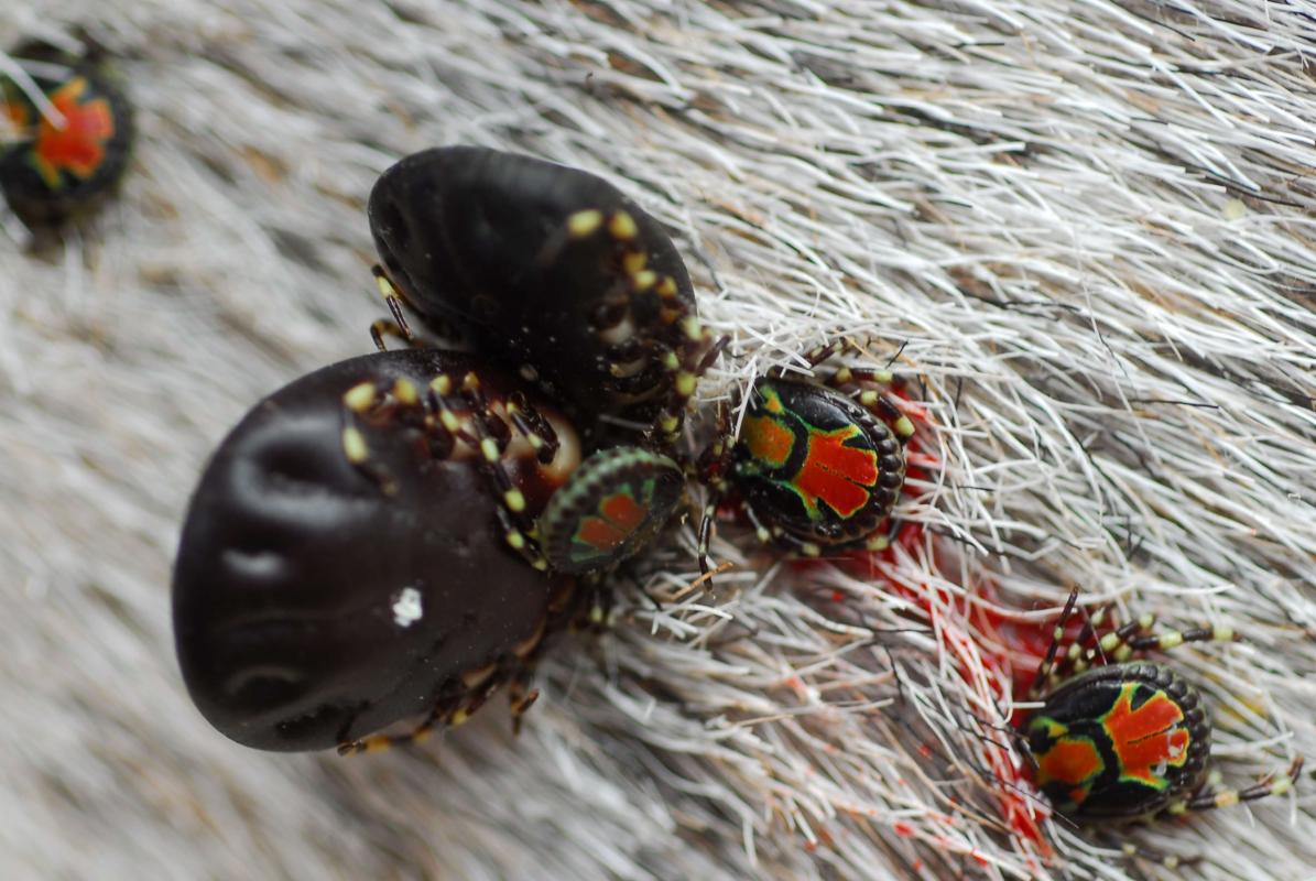 Ticks and health risks in ruminant farming - TISARU | Cirad