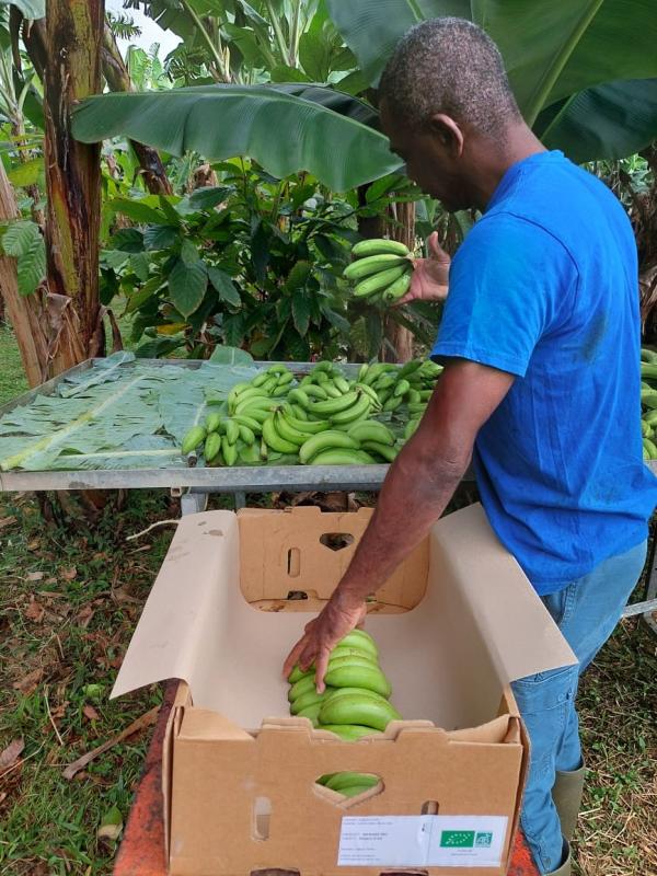 Development of a pilot production unit in organic agriculture - PILOTAB ...