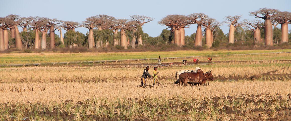 Madagascar: 20 years of research partnerships for agriculture and ...