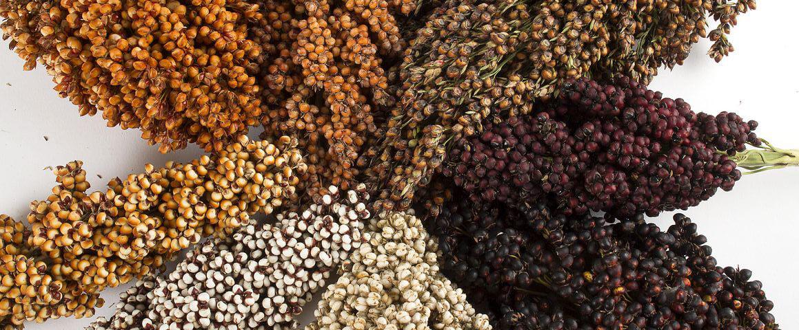 Crop biodiversity can be used to counter climate change | Cirad