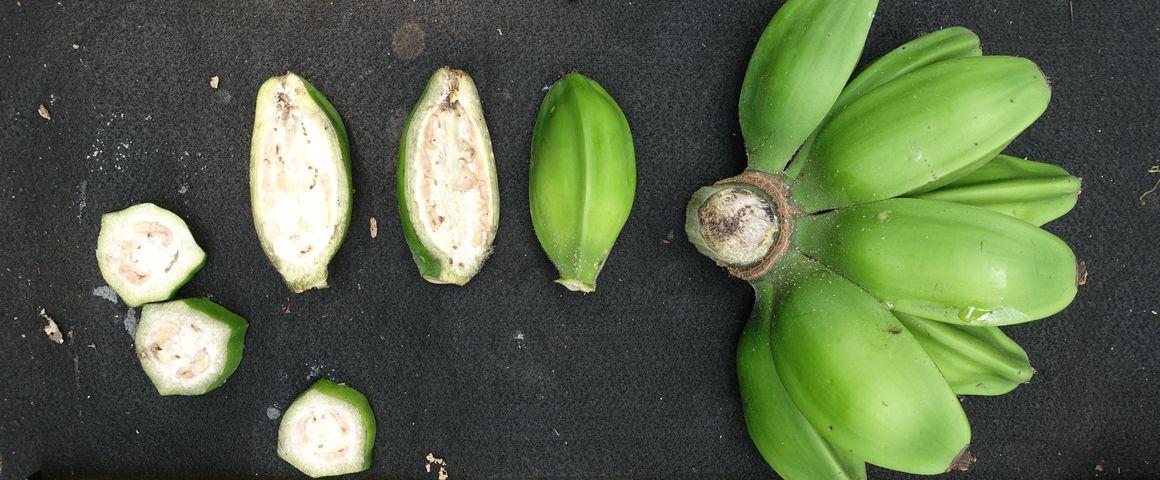 A clear picture of the biodiversity of the genus Musa | Cirad
