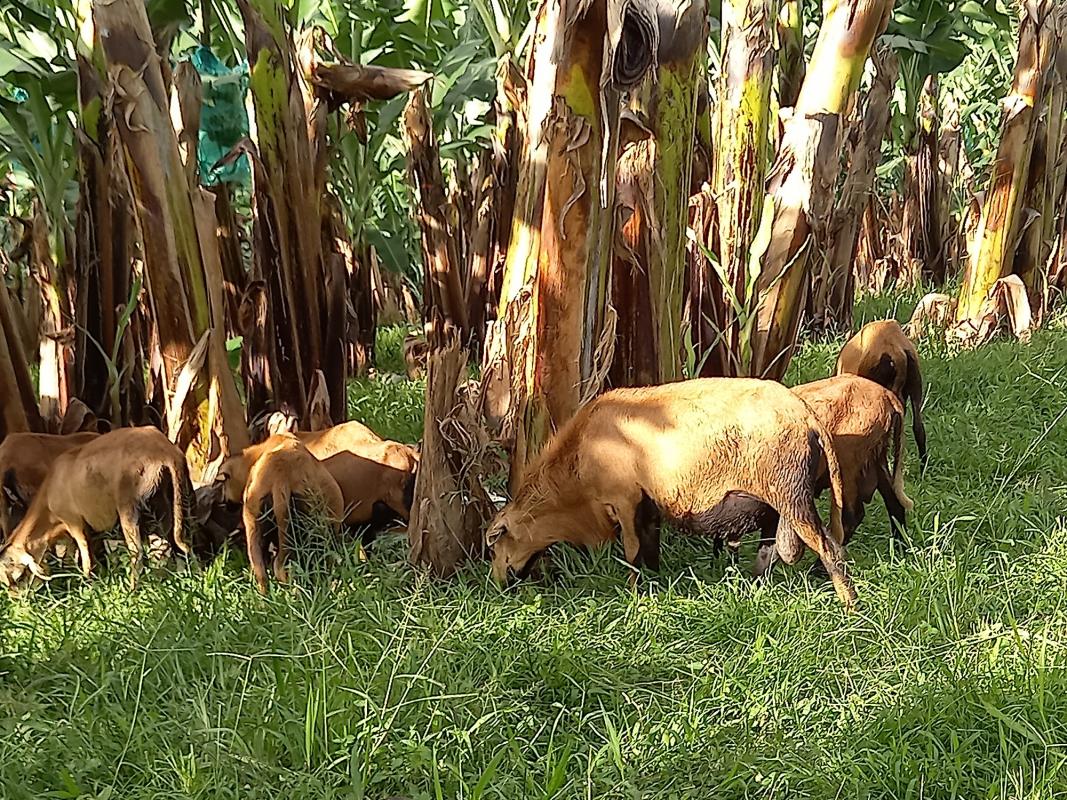 Des moutons pour contrôler l’enherbement des bananeraies | Cirad