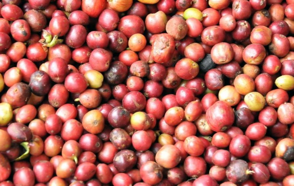 Café - Plantes et usages | Cirad