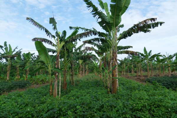 Formation Agricole pour la Banane plantain en Afrique - FABA | Cirad