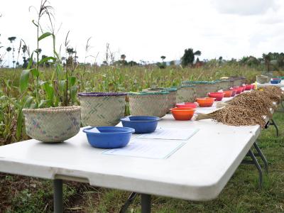 dP SPAD | Journée Portes Ouvertes du Programme de Sélection de Riz ...