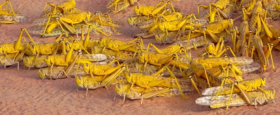 Desert locusts | New prospects for controlling invasions | Cirad
