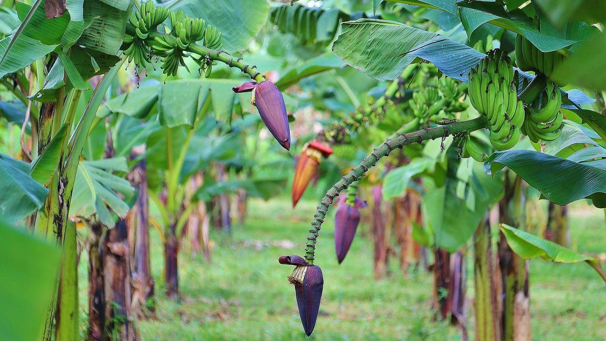 Sequencing the genomes of banana plant ancestors | Cirad
