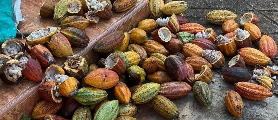 Towards the development of sustainable coffee and cocoa sectors through ...