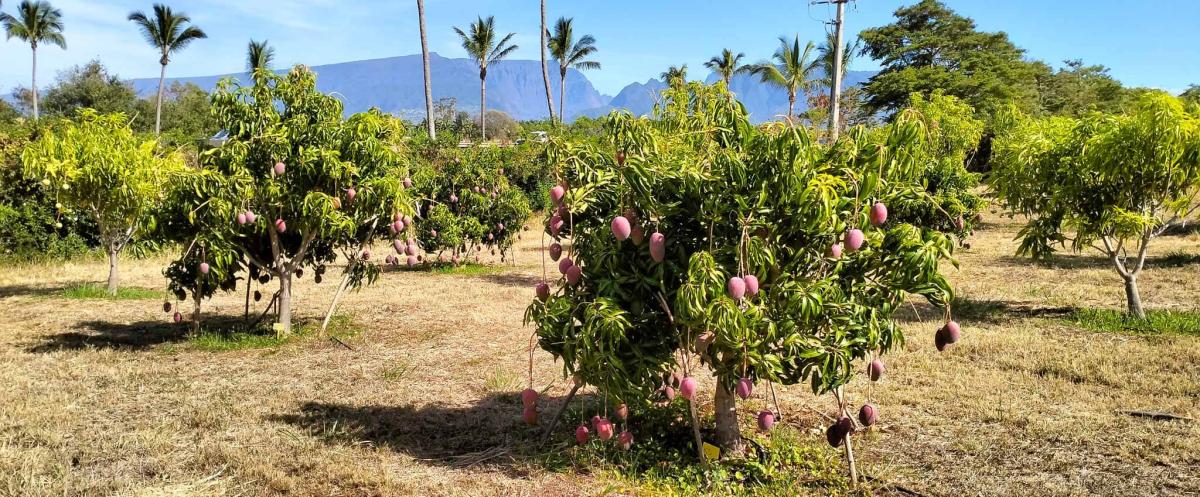 Evaluer de nouveaux porte-greffes pour les manguiers, quels enjeux ...