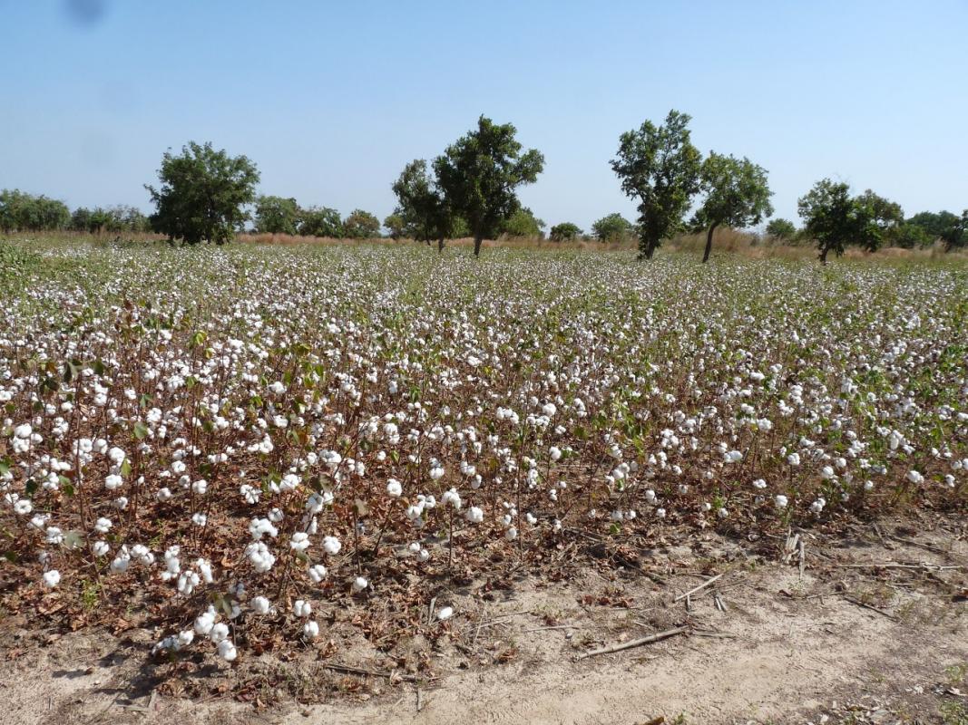 La filière du coton bio après Monsanto | Cirad