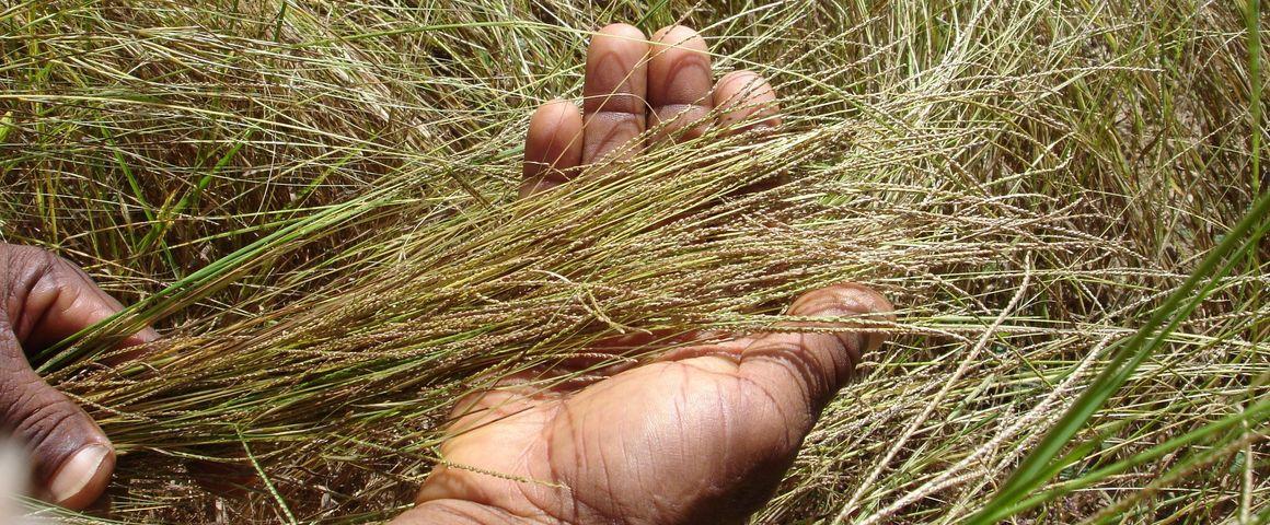 The evolutionary history of two cereals called “fonio”: one name but ...