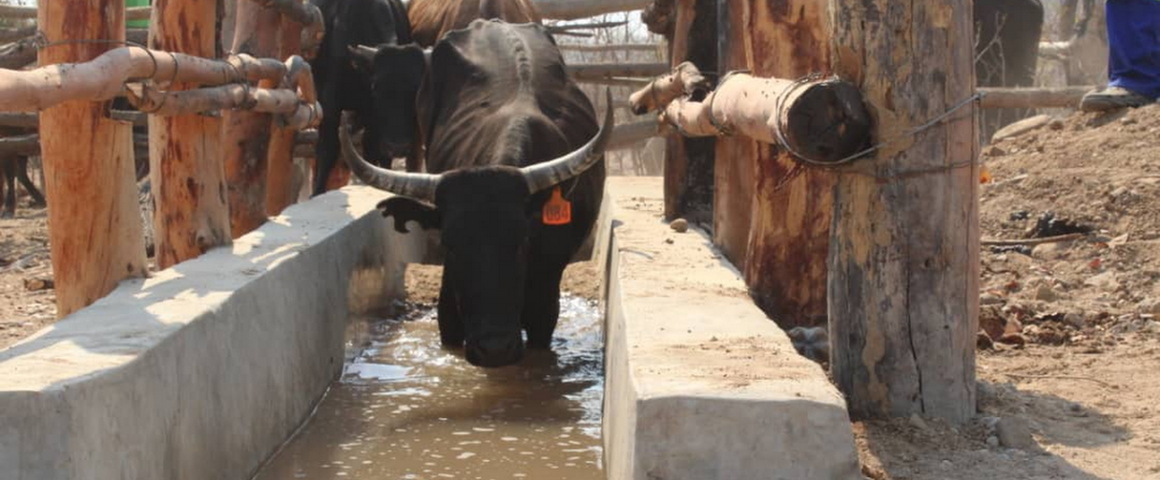 Using footbaths to control ticks | Cirad