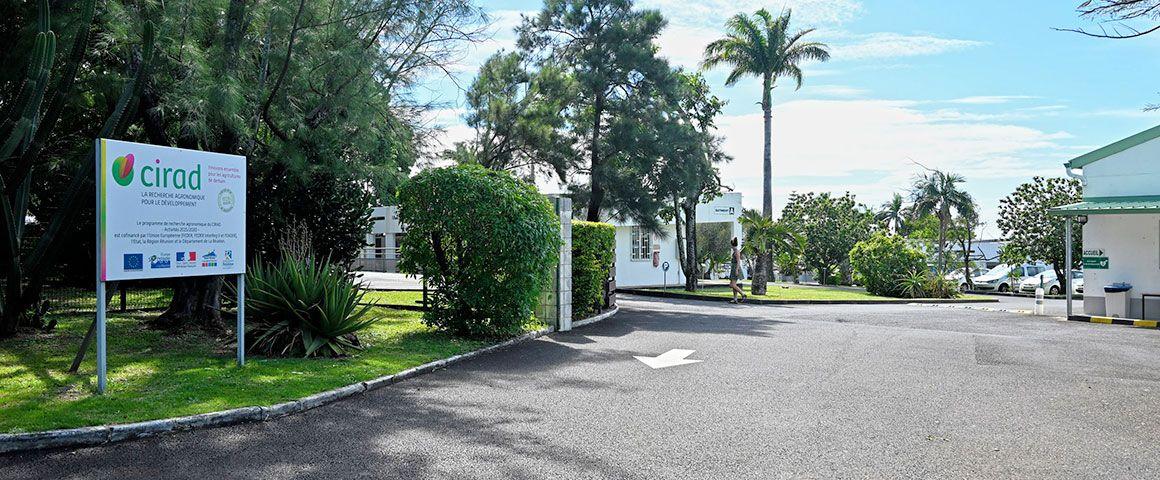Se rendre sur un site du Cirad à La Réunion ou à Mayotte | Cirad