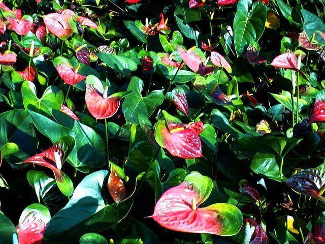 Bacterial blight diagnostic test for anthurium | Cirad