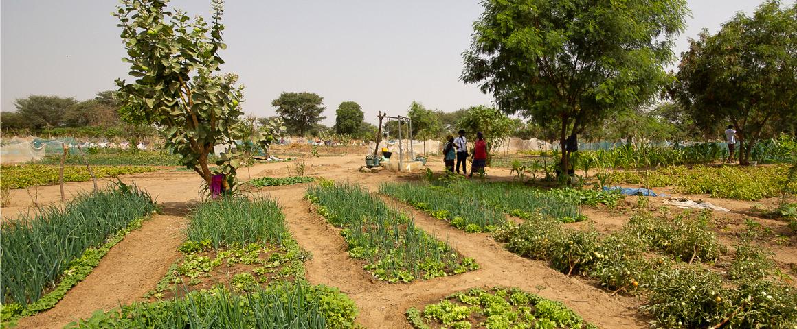 Une approche systémique de l'agroécologie | Cirad
