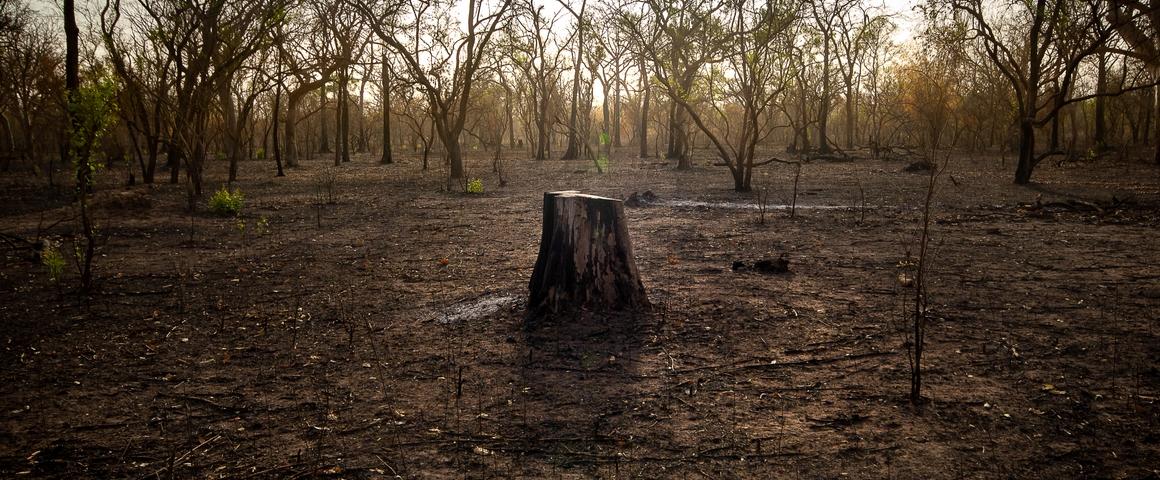 Disturbed or undisturbed ecosystems? Species diversity is key to ...