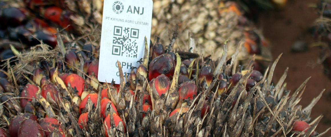 Oil palm and the circular economy: innovating for the sustainability of ...