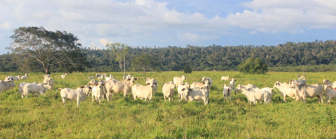 Agriculture and climate: a mixed bag of results from COP27 | Cirad