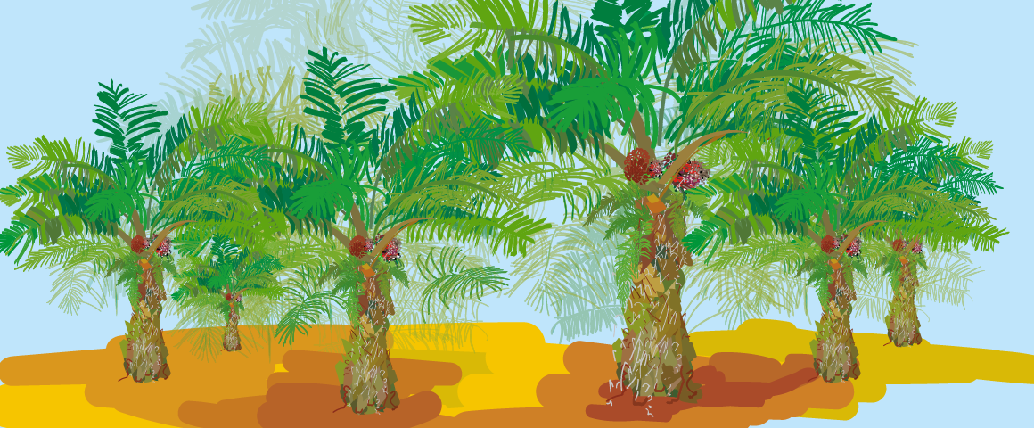 CIRAD presents its roadmap for sustainable oil palm growing | Cirad