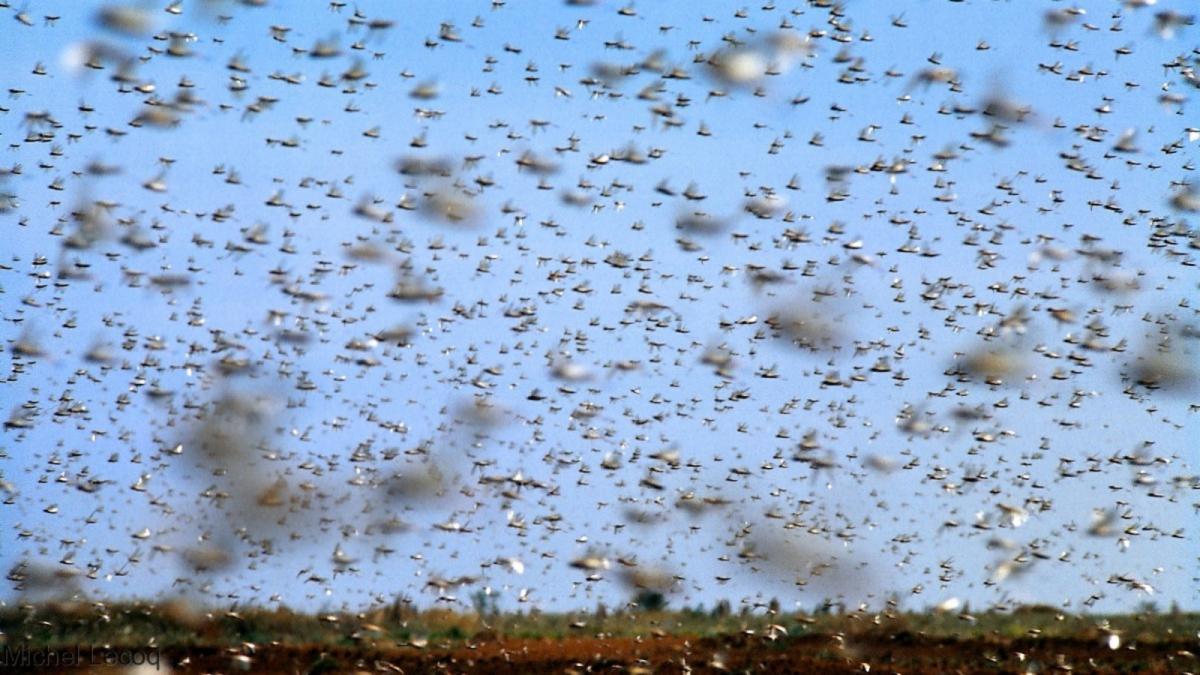 Desert locusts are exceptional migrators | Cirad