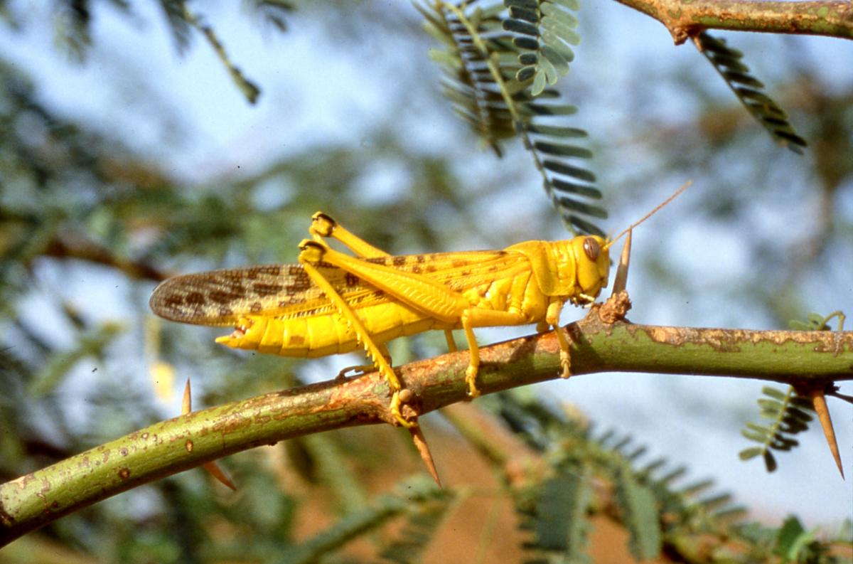 Locust invasion: stepping up research and training to ensure ongoing ...