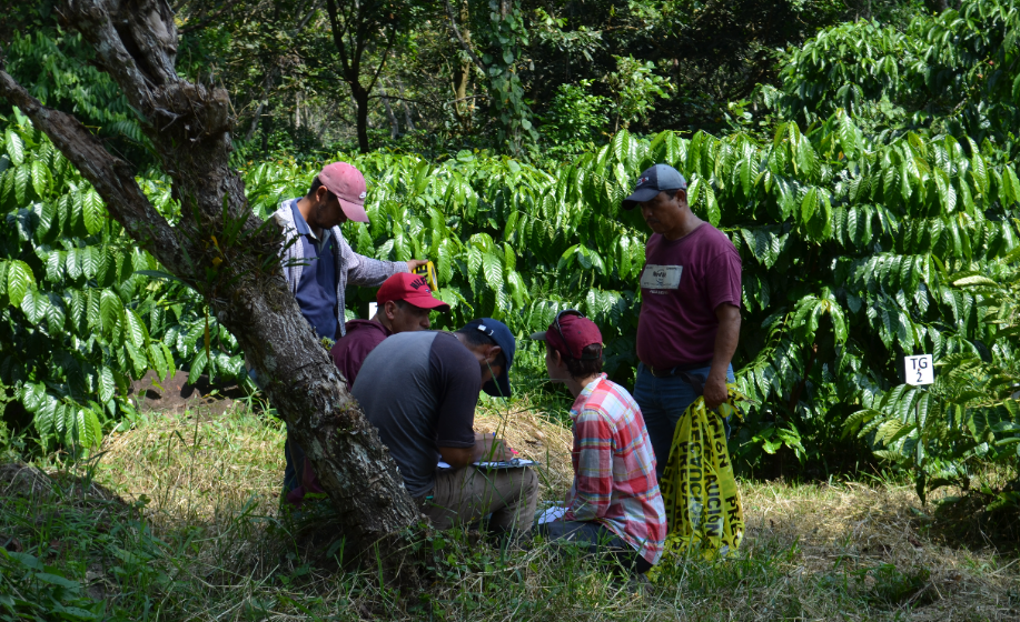 Breeding for coffee and cocoa resilience in organic cropping systems ...