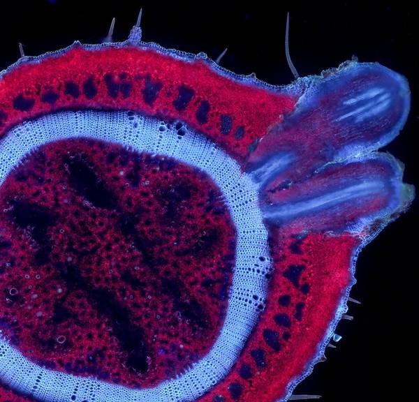 Histocytology and plant cell imaging platform - PHIV | Cirad