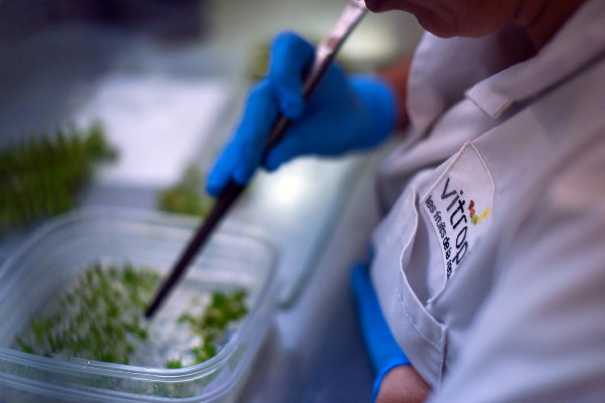 In vitro culture: your made-to-measure vitroplants | Cirad